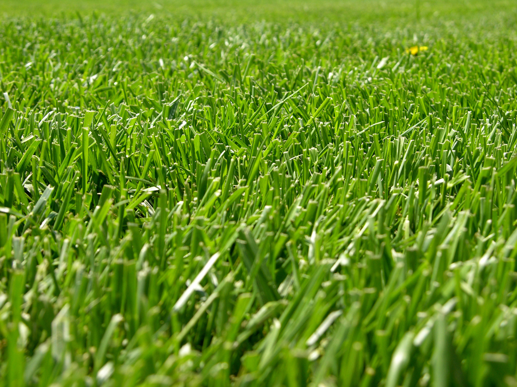 gras | OBS De Delta